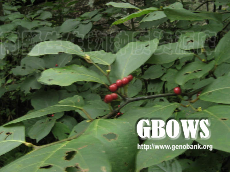 山橿 Lindera reflexa Hemsl.