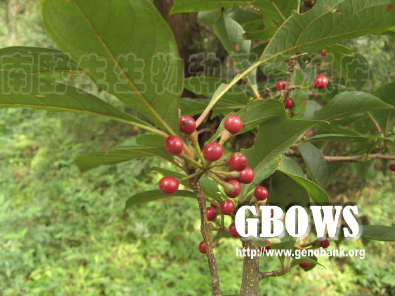 山橿 Lindera reflexa Hemsl.