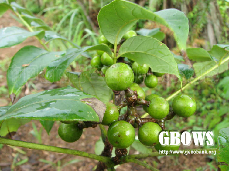 秃叶黄檗（变种） Phellodendron chinense Schneid. var. glabriusculum Schneid.