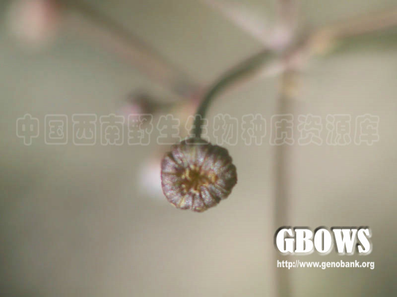 小泽泻 Alisma nanum D. F. Cui