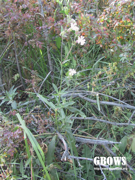 蔓茎蝇子草 Silene repens Patrin