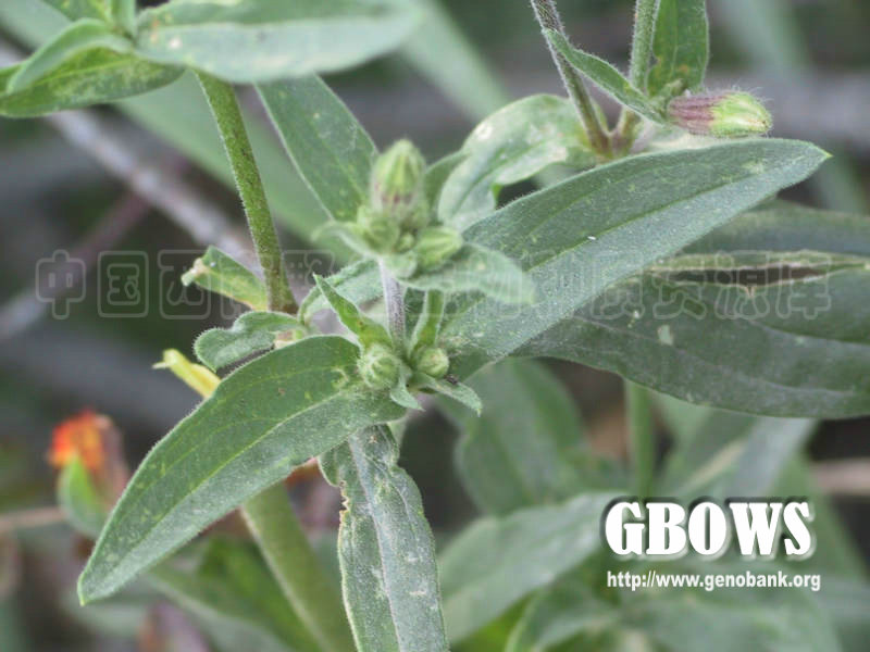 蔓茎蝇子草 Silene repens Patrin