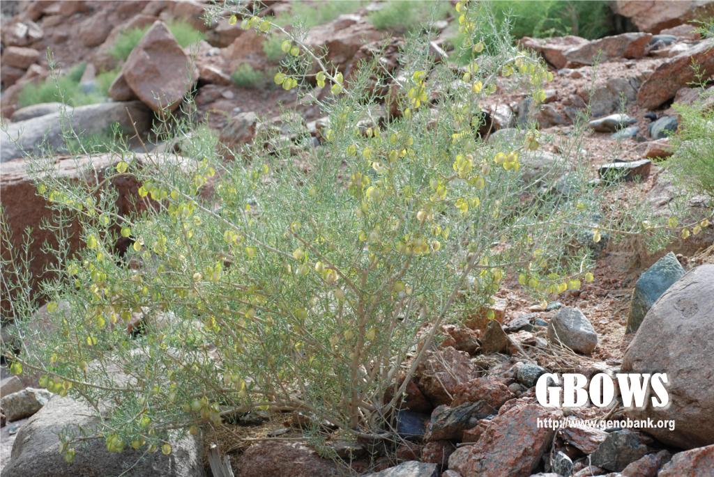 霸王 Sarcozygium xanthoxylon Bunge