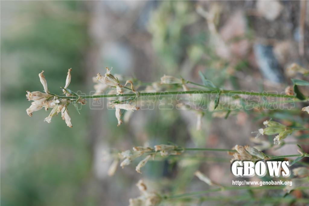 蔓茎蝇子草 Silene repens Patrin