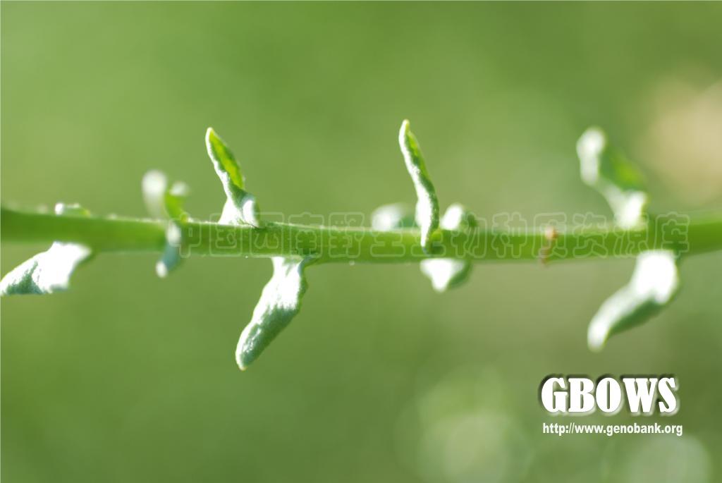 蓼子朴 Inula salsoloides (Turcz. ) Ostenf.