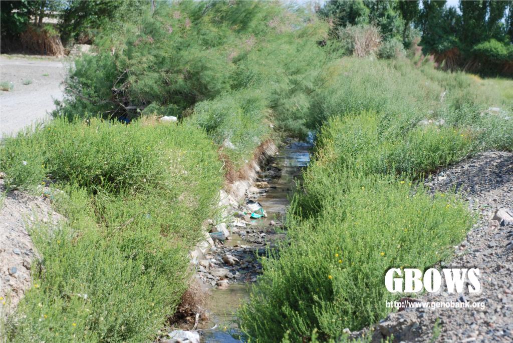 蓼子朴 Inula salsoloides (Turcz. ) Ostenf.