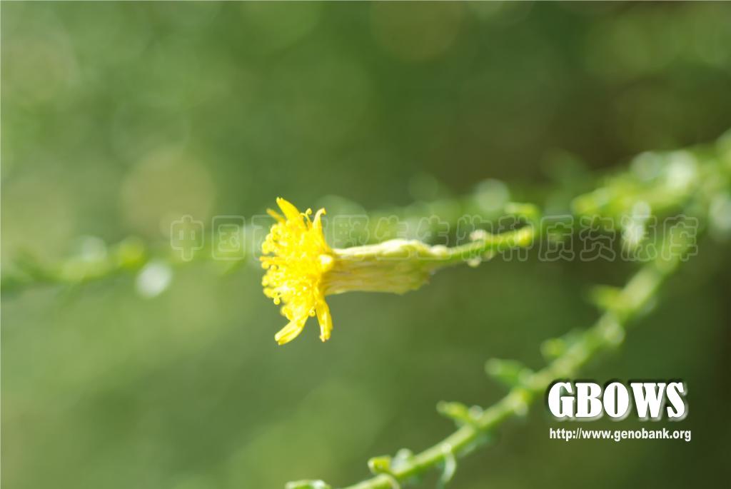 蓼子朴 Inula salsoloides (Turcz. ) Ostenf.