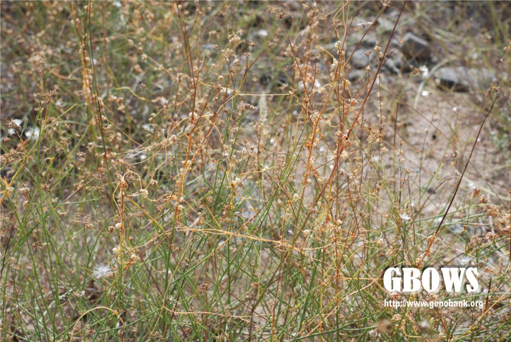 南方菟丝子 Cuscuta australis R. Br.