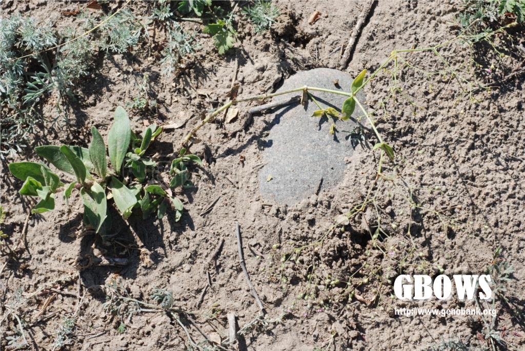 iFlora研究计划网站 智能植物志