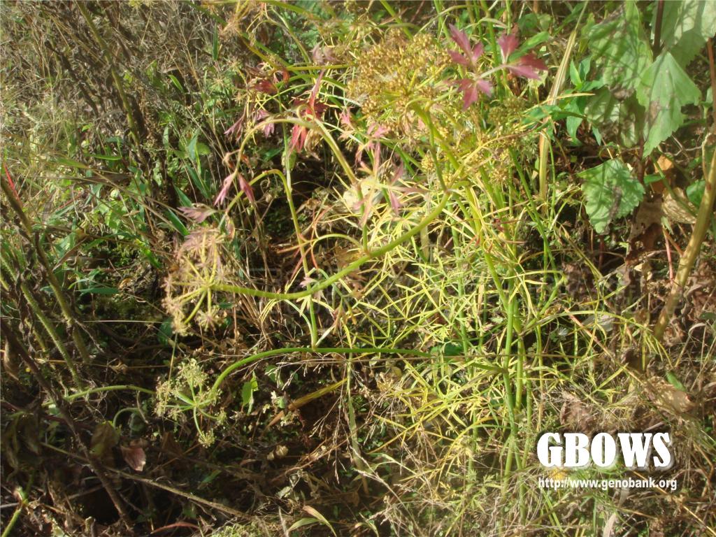 中华水芹 Oenanthe sinensis Dunn