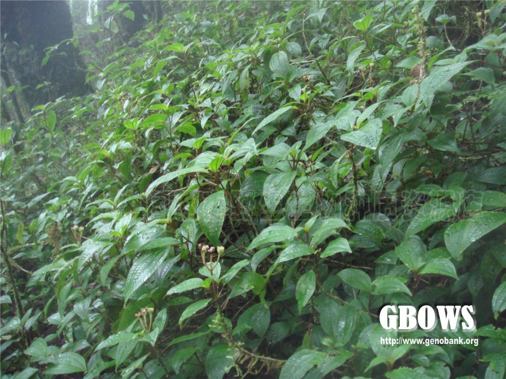 药囊花 Cyphotheca montana Diels