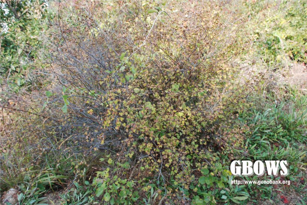 iFlora研究计划网站 智能植物志