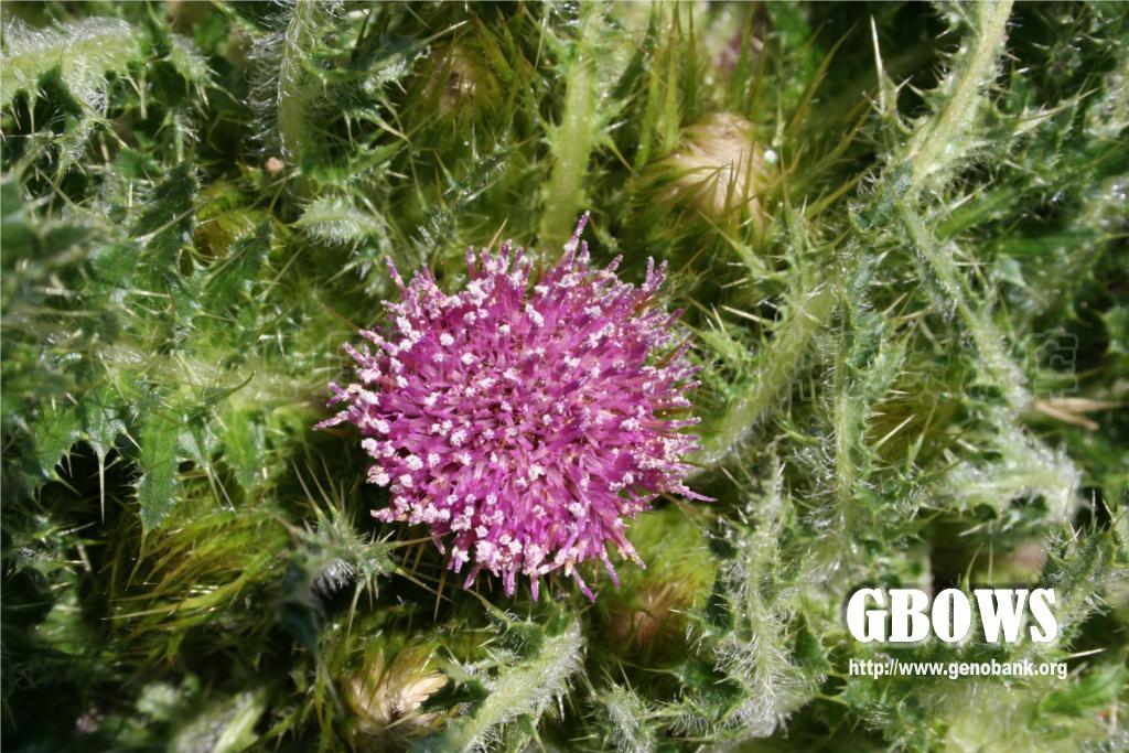 葵花大蓟 Cirsium souliei (Franch. ) Mattf.