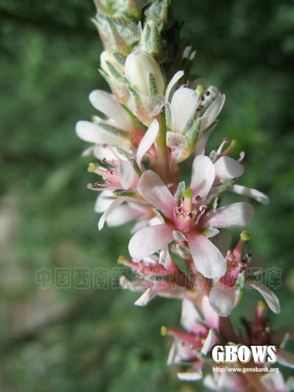 秀丽水柏枝 Myricaria elegans Royle