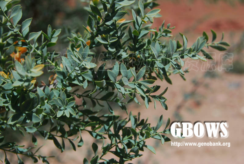 秀丽水柏枝 Myricaria elegans Royle