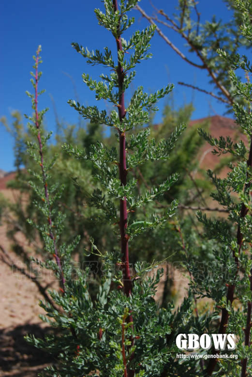 秀丽水柏枝 Myricaria elegans Royle