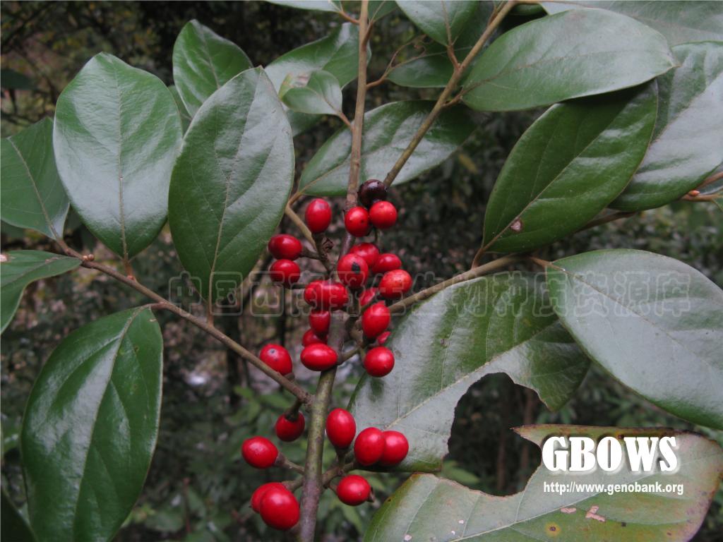 香叶树 Lindera communis Hemsl.