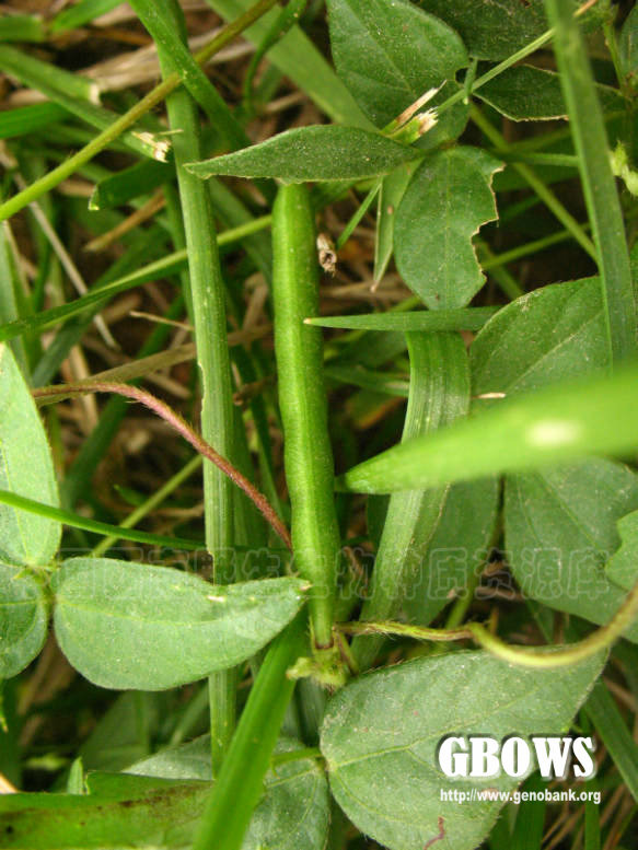 贼小豆 Vigna minima (Roxb.) Ohwi et Ohashi