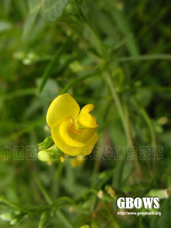 贼小豆 Vigna minima (Roxb.) Ohwi et Ohashi