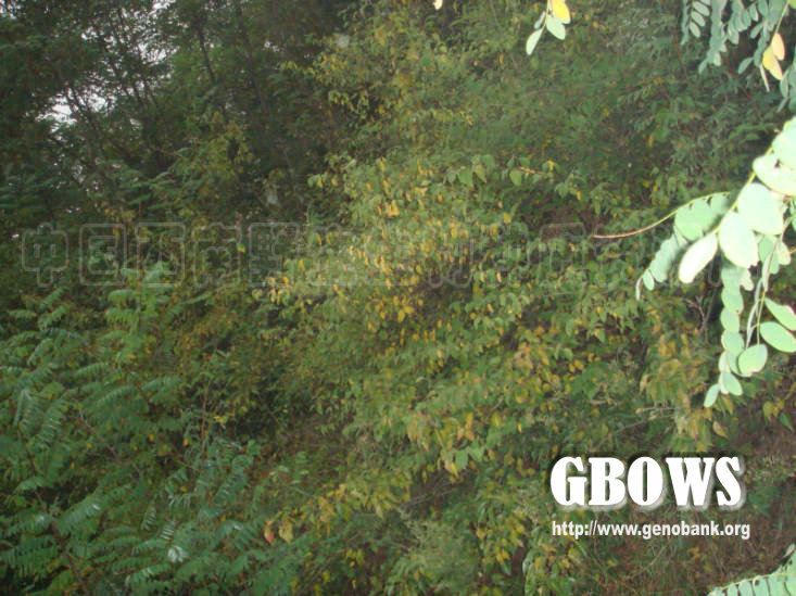 褐梨 Pyrus phaeocarpa Rehder