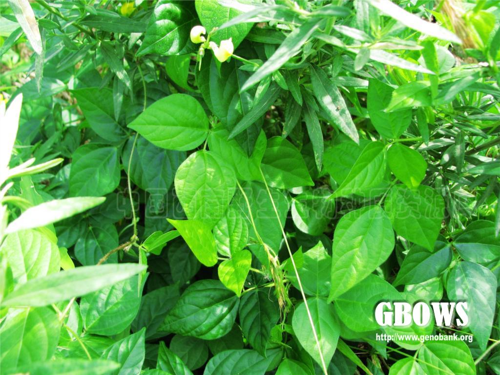 贼小豆 Vigna minima (Roxb.) Ohwi et Ohashi