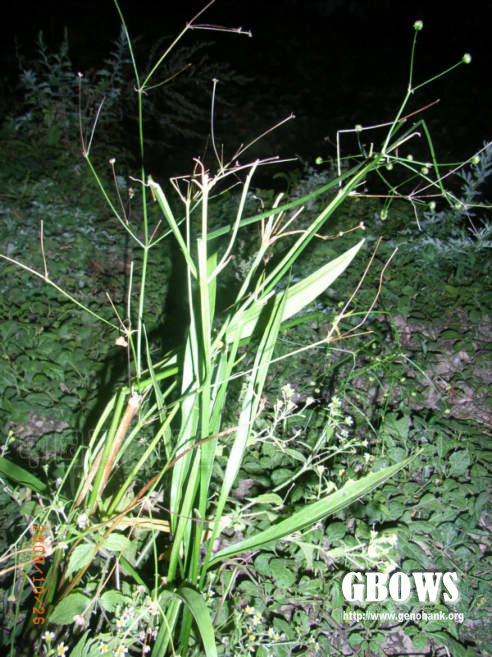 窄叶泽泻 Alisma canaliculatum A. Braun et Bouché