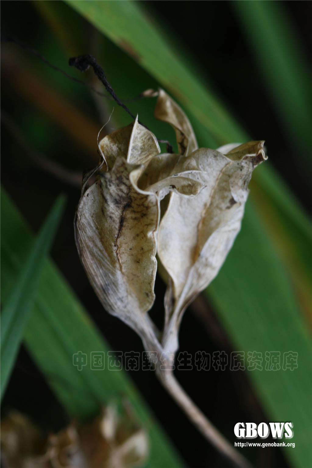 尼泊尔鸢尾 Iris decora Wall.