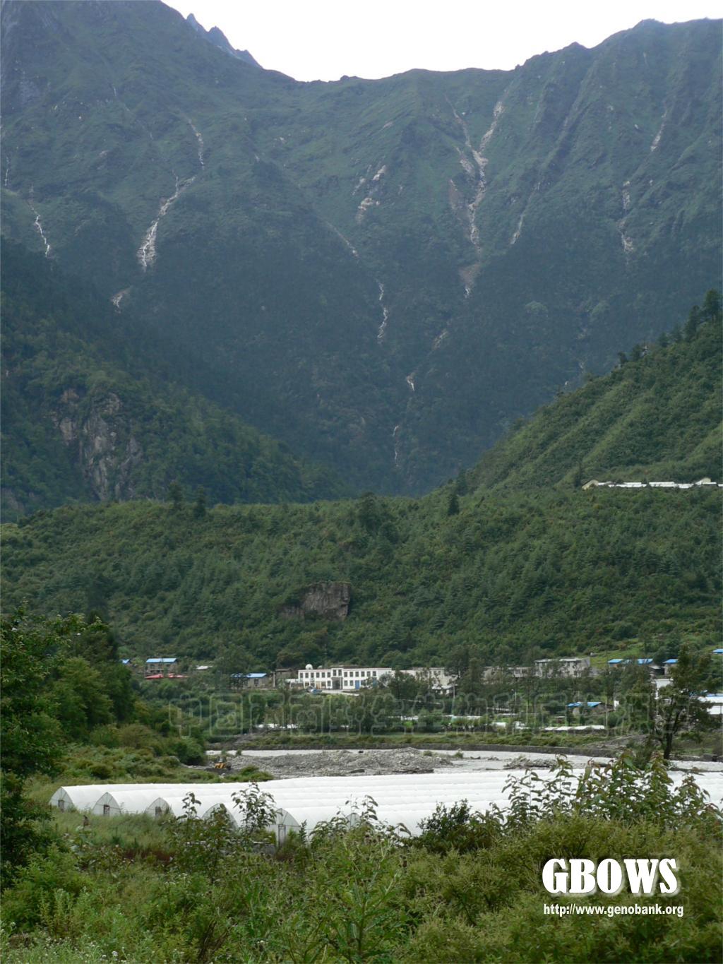 尼泊尔鸢尾 Iris decora Wall.