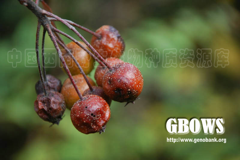 褐梨 Pyrus phaeocarpa Rehder