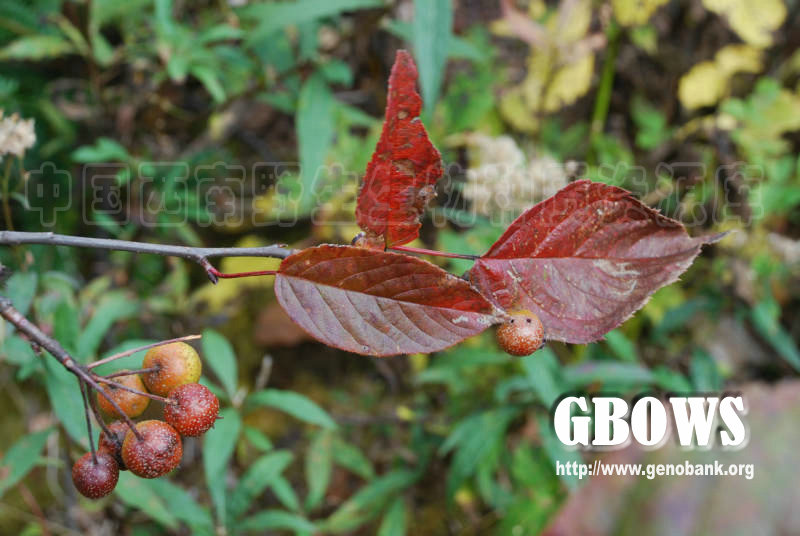 褐梨 Pyrus phaeocarpa Rehder