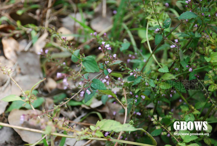 iFlora 智能植物志