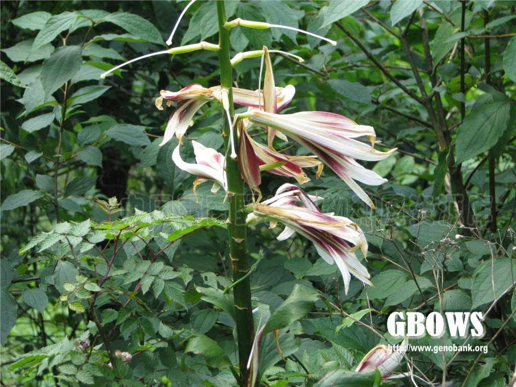 iFlora研究计划网站 智能植物志