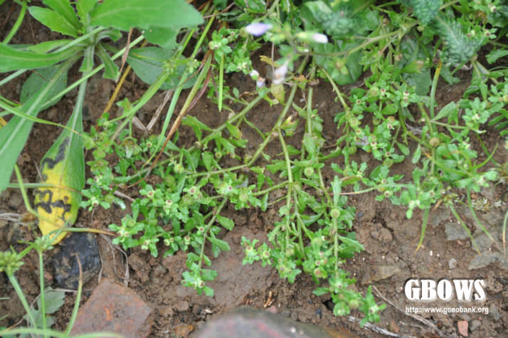 石胡荽 Centipeda minima (L.) A. Braun et Asch.