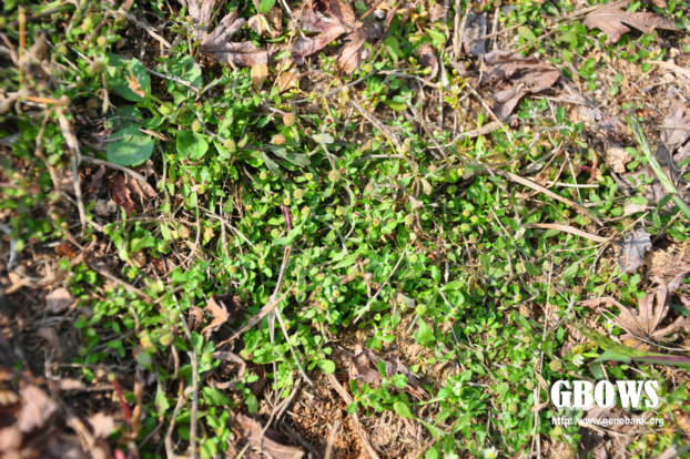 石胡荽 Centipeda minima (L.) A. Braun et Asch.