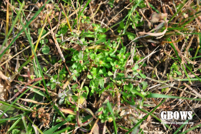 石胡荽 Centipeda minima (L.) A. Braun et Asch.