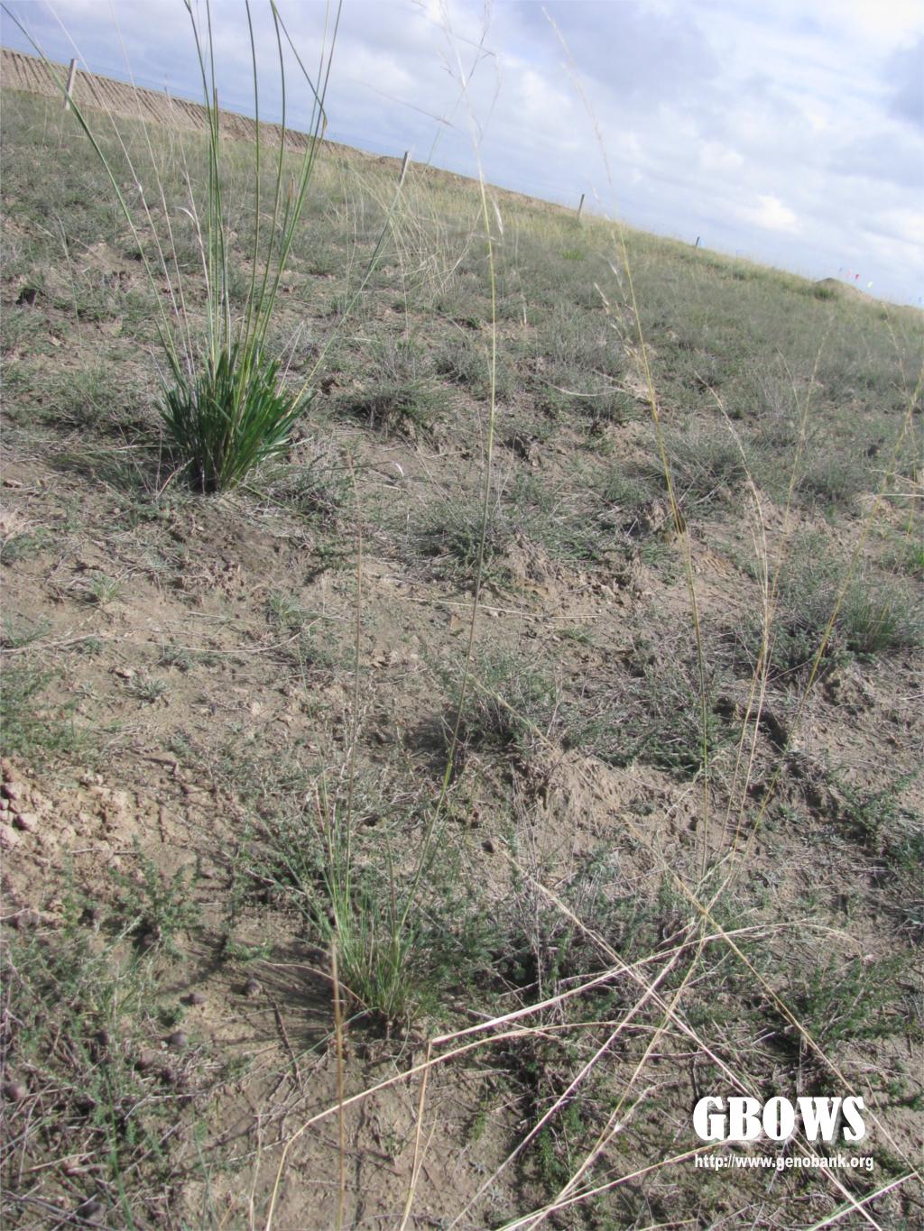 短花针茅 Stipa breviflora Griseb.