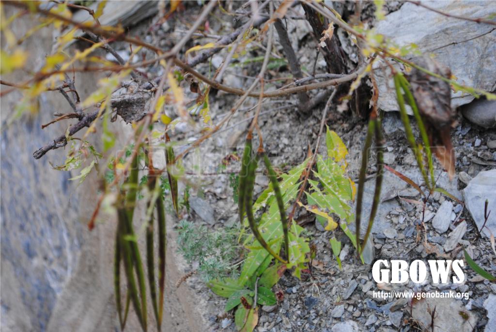 杠柳 Periploca sepium Bunge