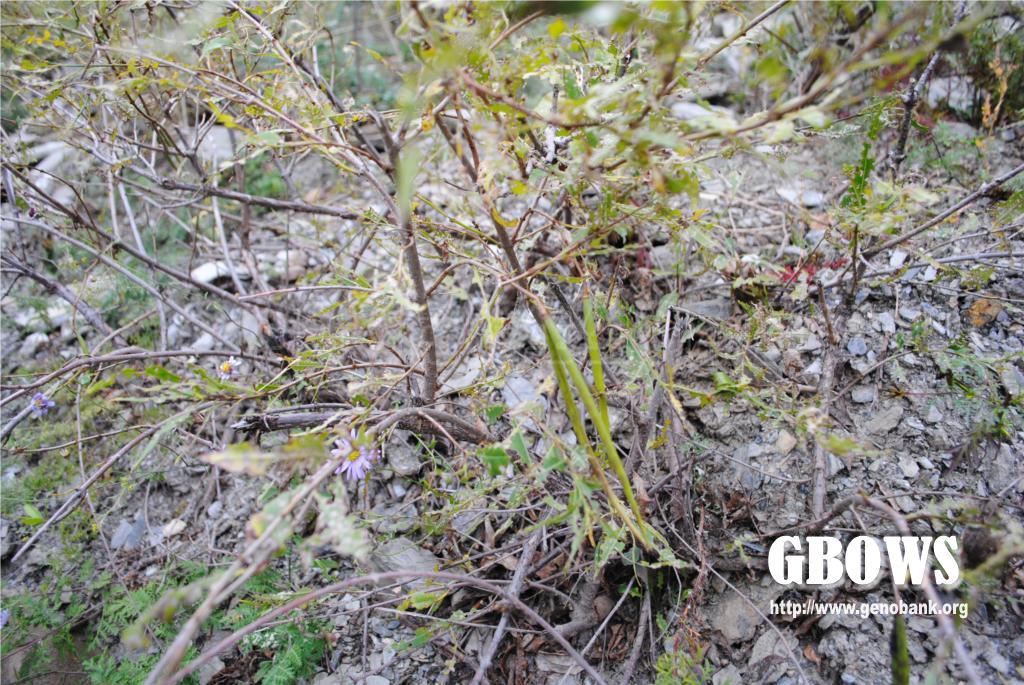 杠柳 Periploca sepium Bunge