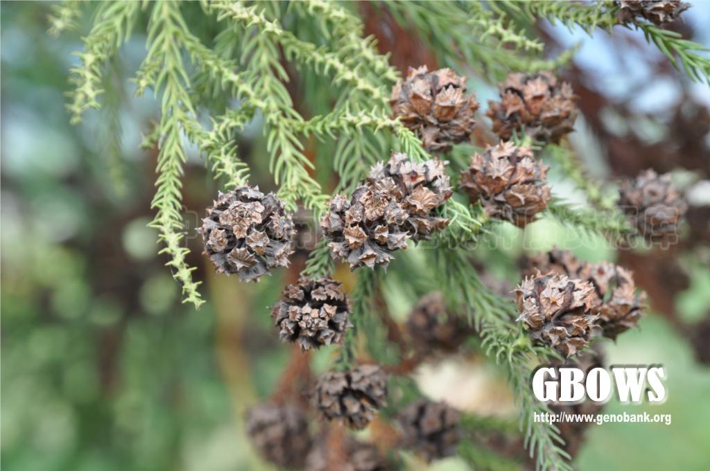柳杉 Cryptomeria fortunei Hooibr. ex Otto et Dietrich