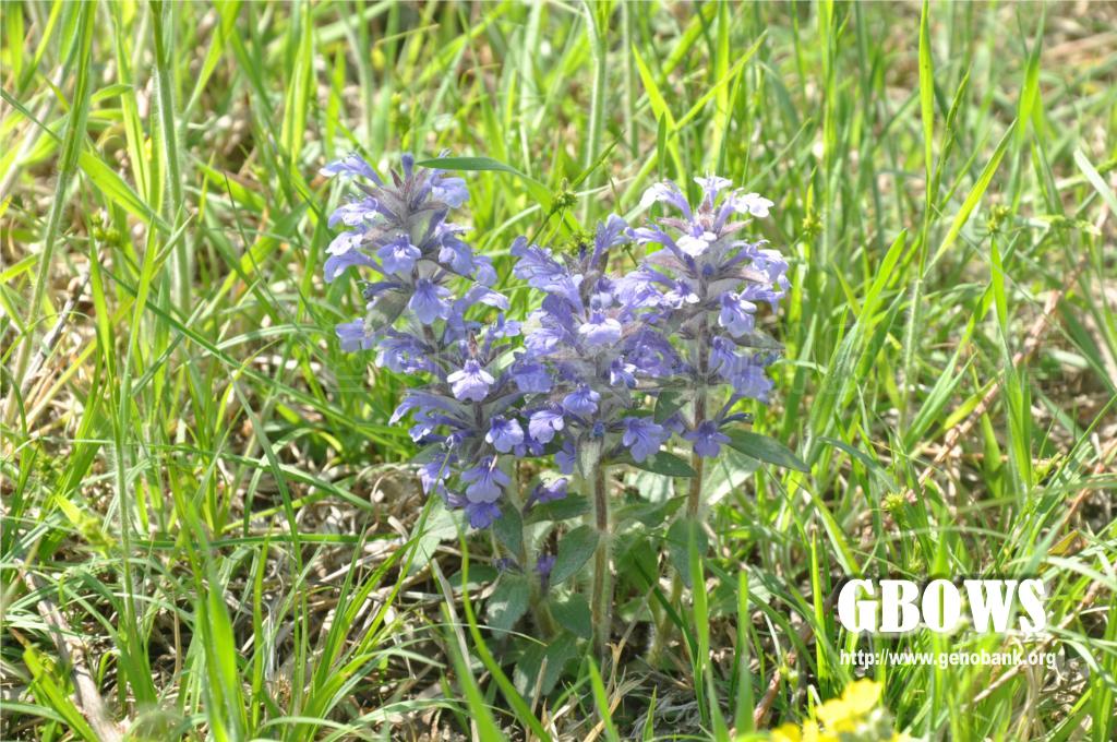 多花筋骨草 Ajuga multiflora Bunge