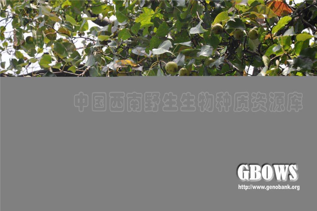 褐梨 Pyrus phaeocarpa Rehder