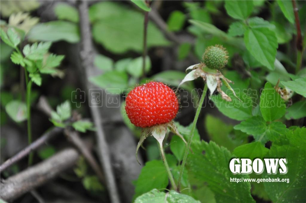 蓬蘽 Rubus hirsutus Thunb.