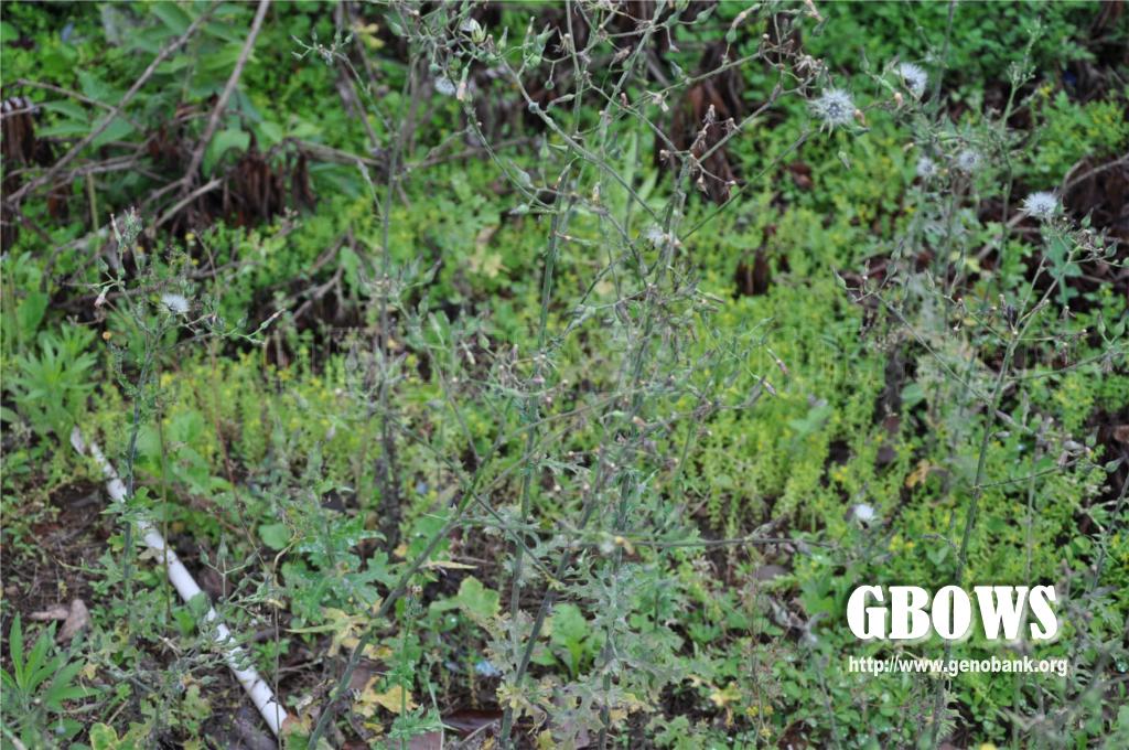 iFlora研究计划网站 智能植物志