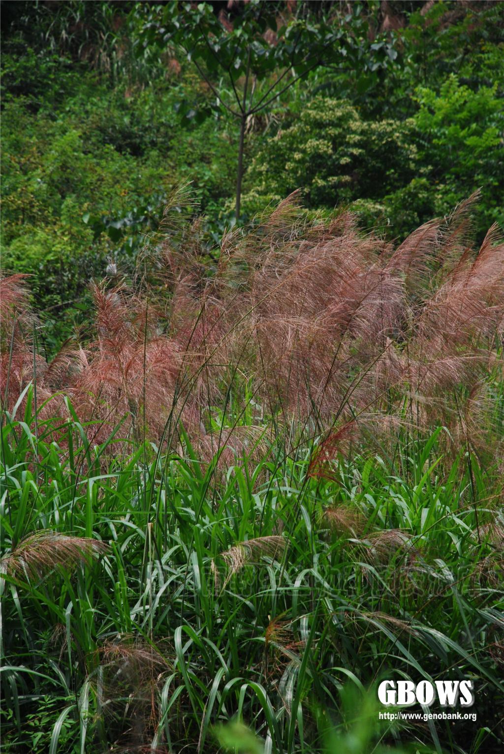 五节芒 Miscanthus floridulus (Labill.) Warb. ex K. Schum. et Lauterb.