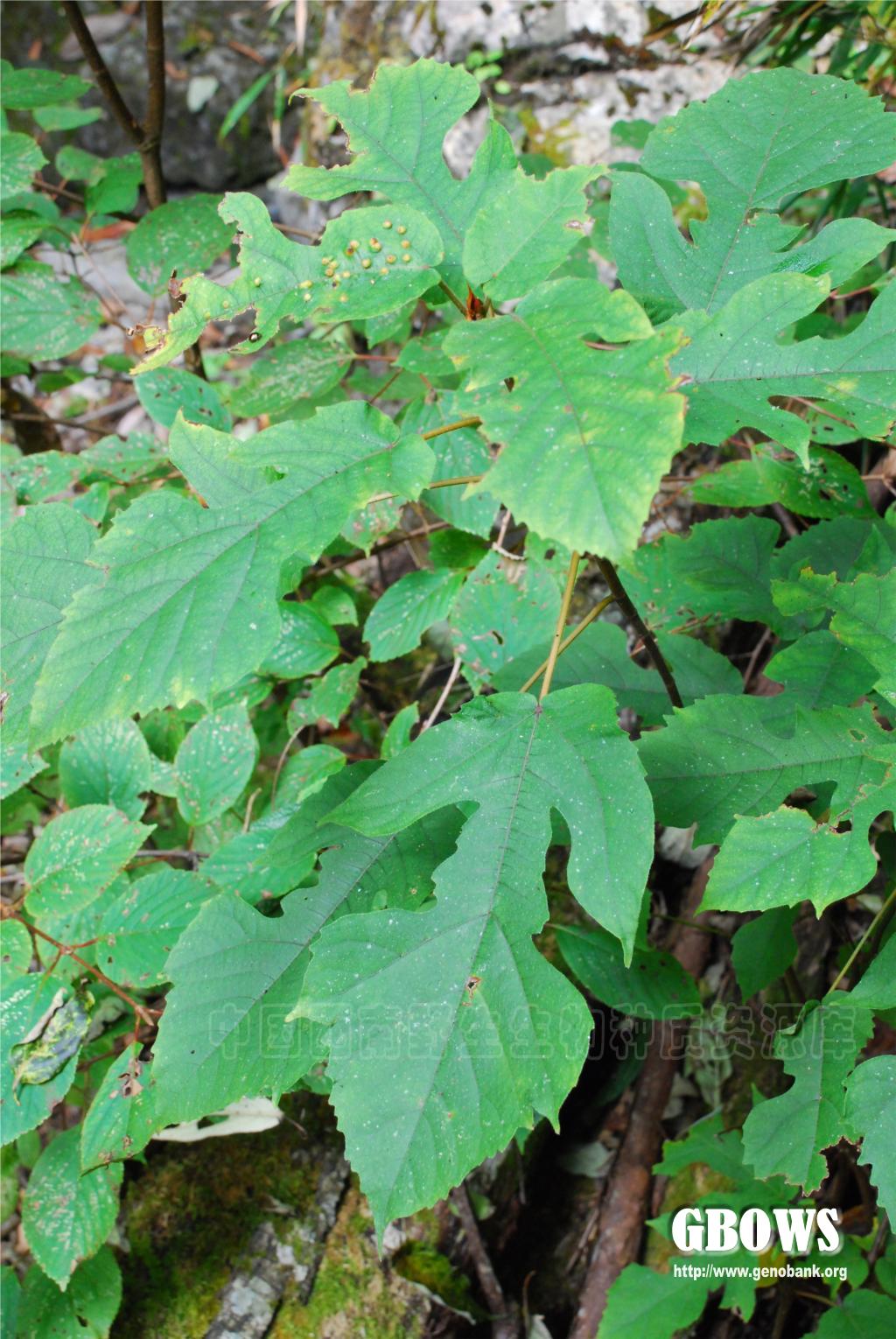 异叶榕 Ficus heteromorpha Hemsl.