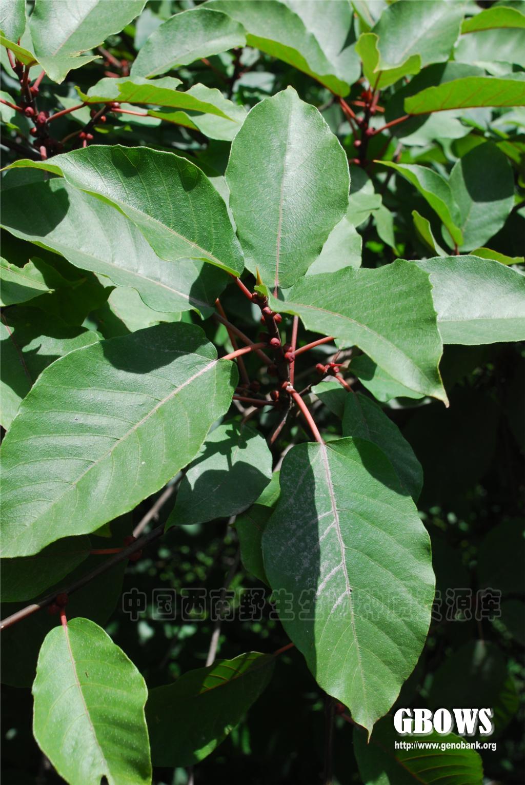 异叶榕 Ficus heteromorpha Hemsl.