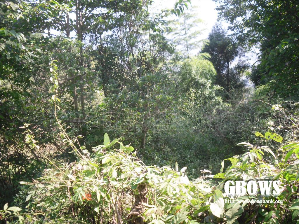 秃叶黄檗（变种） Phellodendron chinense Schneid. var. glabriusculum Schneid.