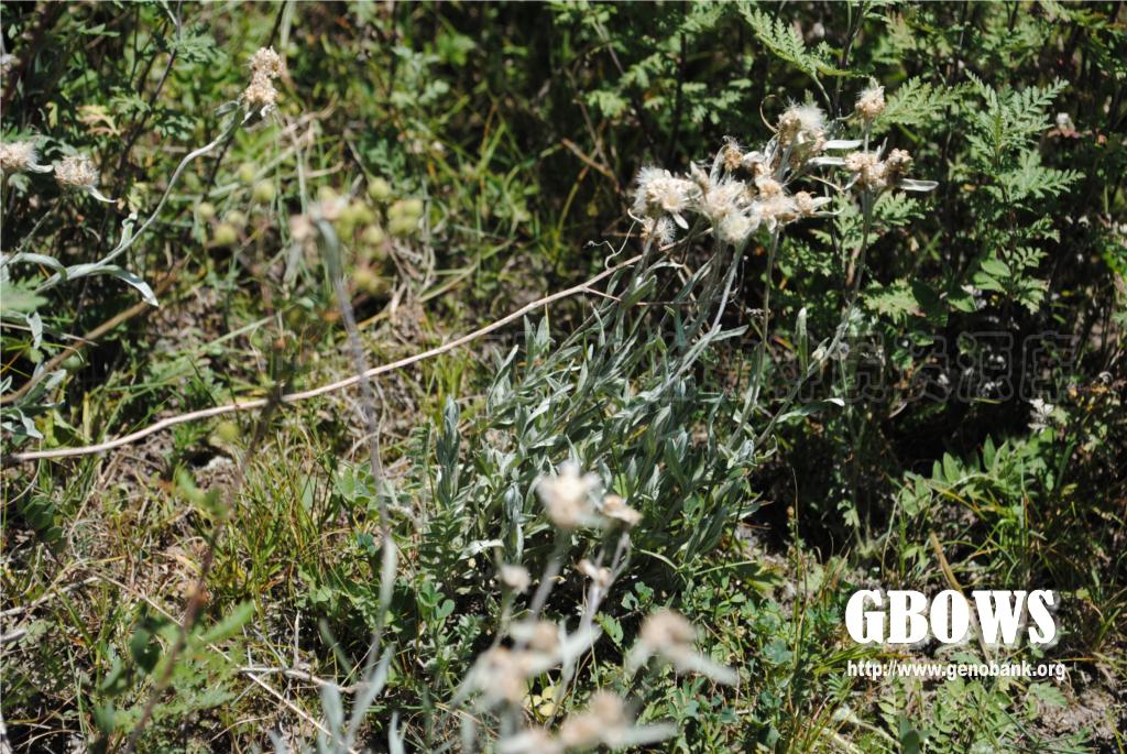 火绒草 Leontopodium leontopodioides (Willd. ) Beauverd