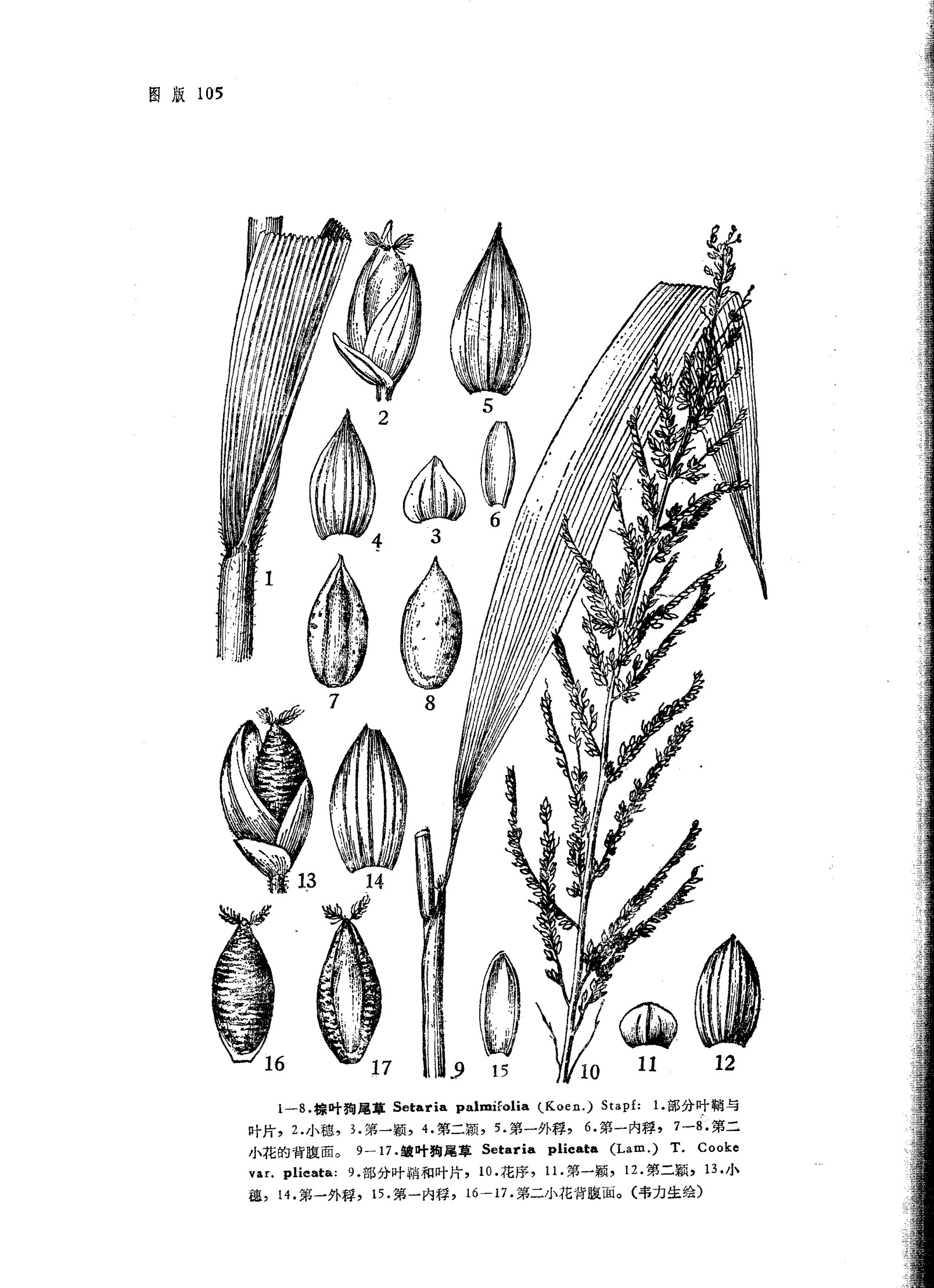 棕叶狗尾草 Setaria palmifolia (J. König) Stapf