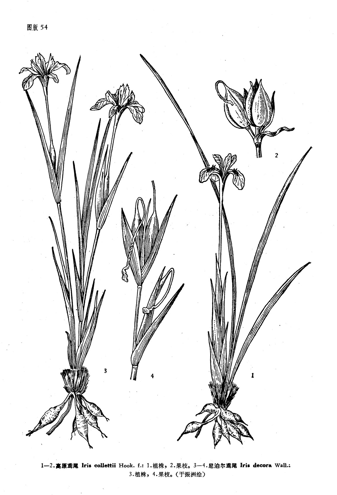 尼泊尔鸢尾 Iris decora Wall.